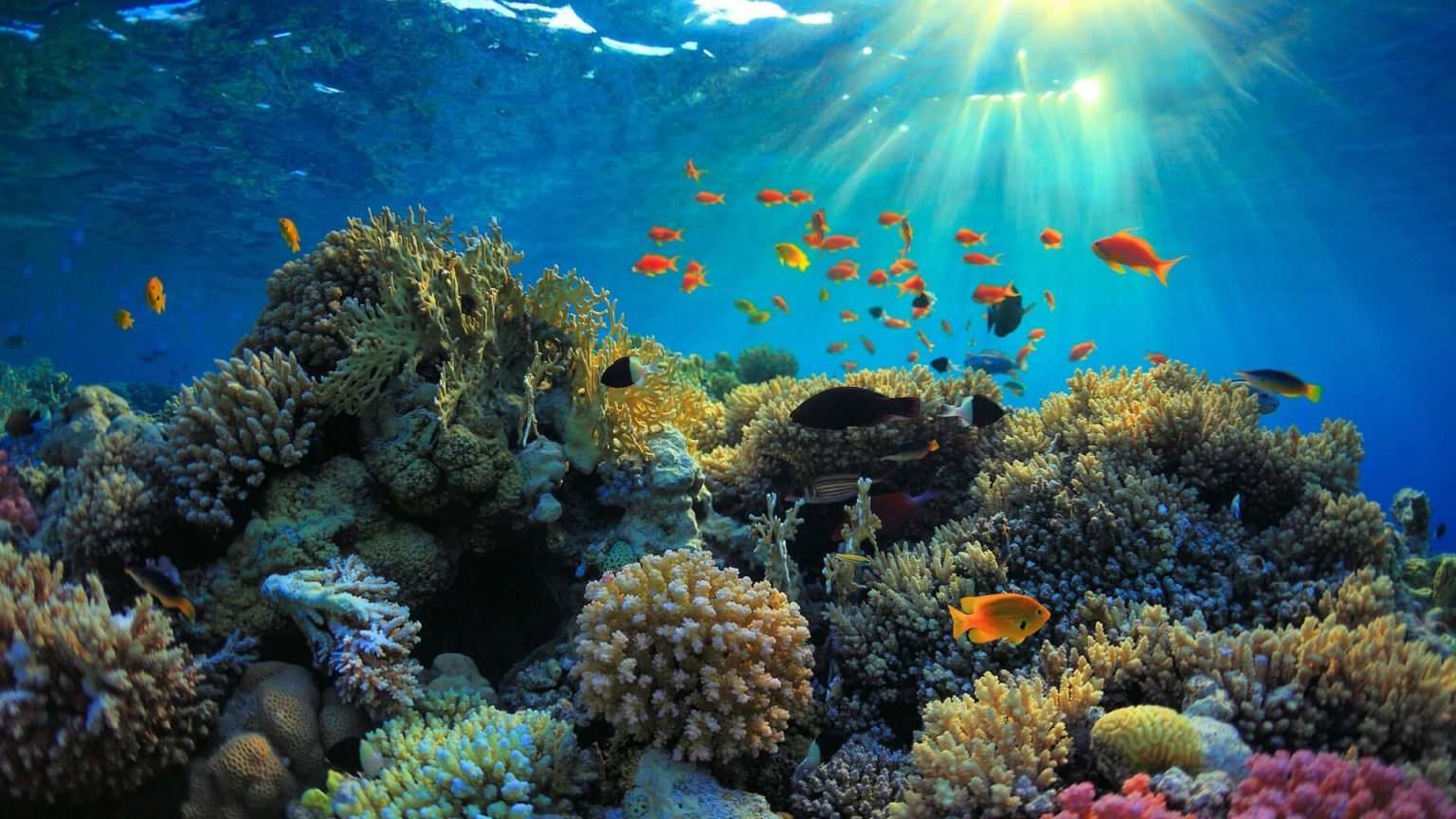10 Best Places to See Coral Reefs - Underwater Mag