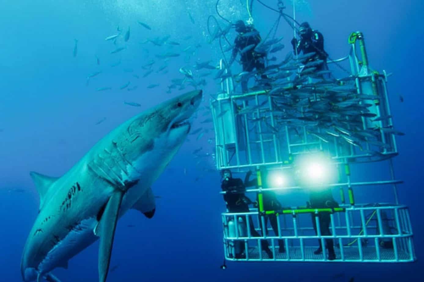 Best Place to Cage Dive with Great White Sharks - Top 8 Locations!